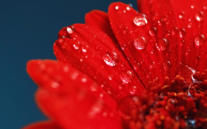 💠 ¿Qué Simbolizan Las Margaritas Rojas, Las Gerberas Rojas Y Las ...